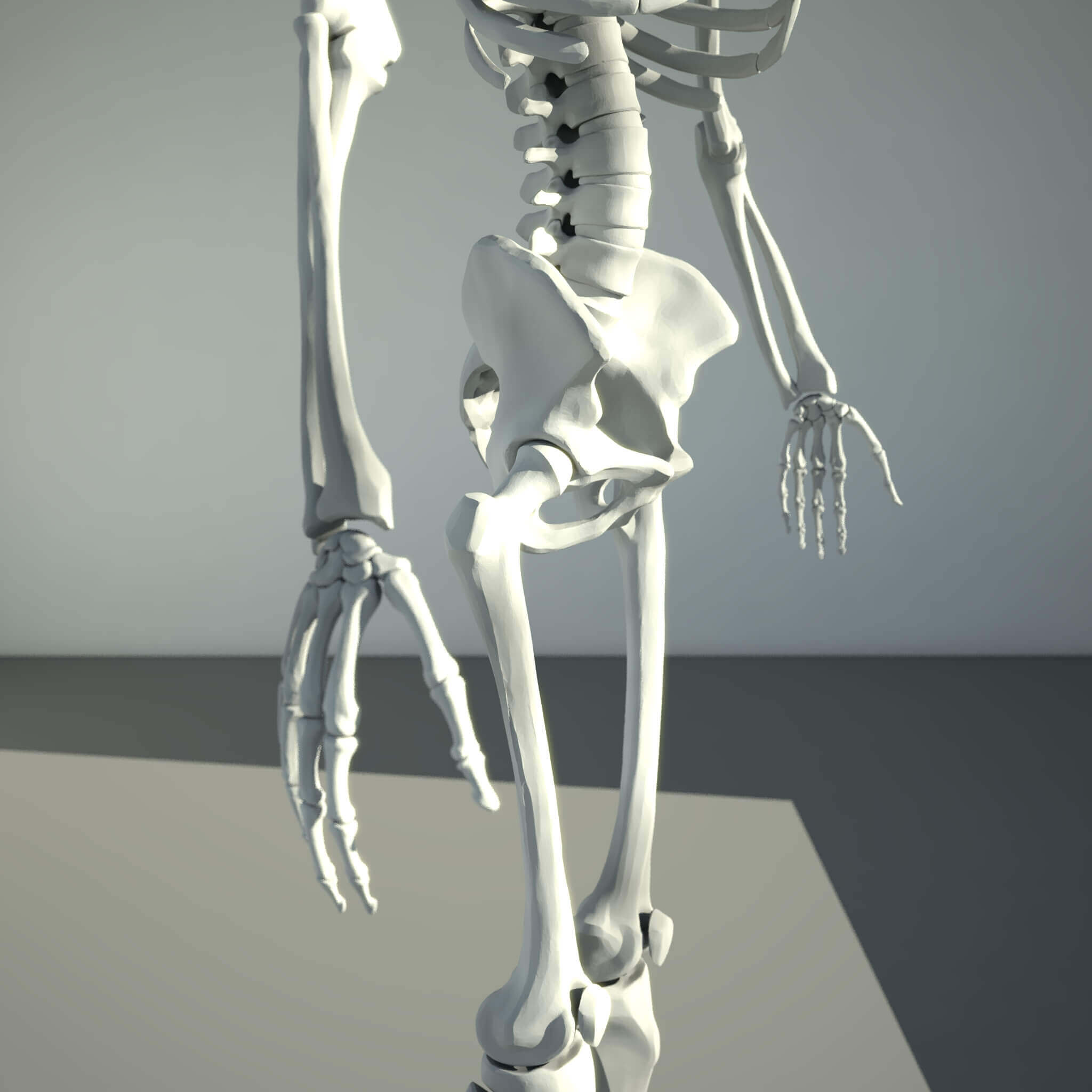 Human Skeleton - 3D Model by Leonid_Kuzyakin