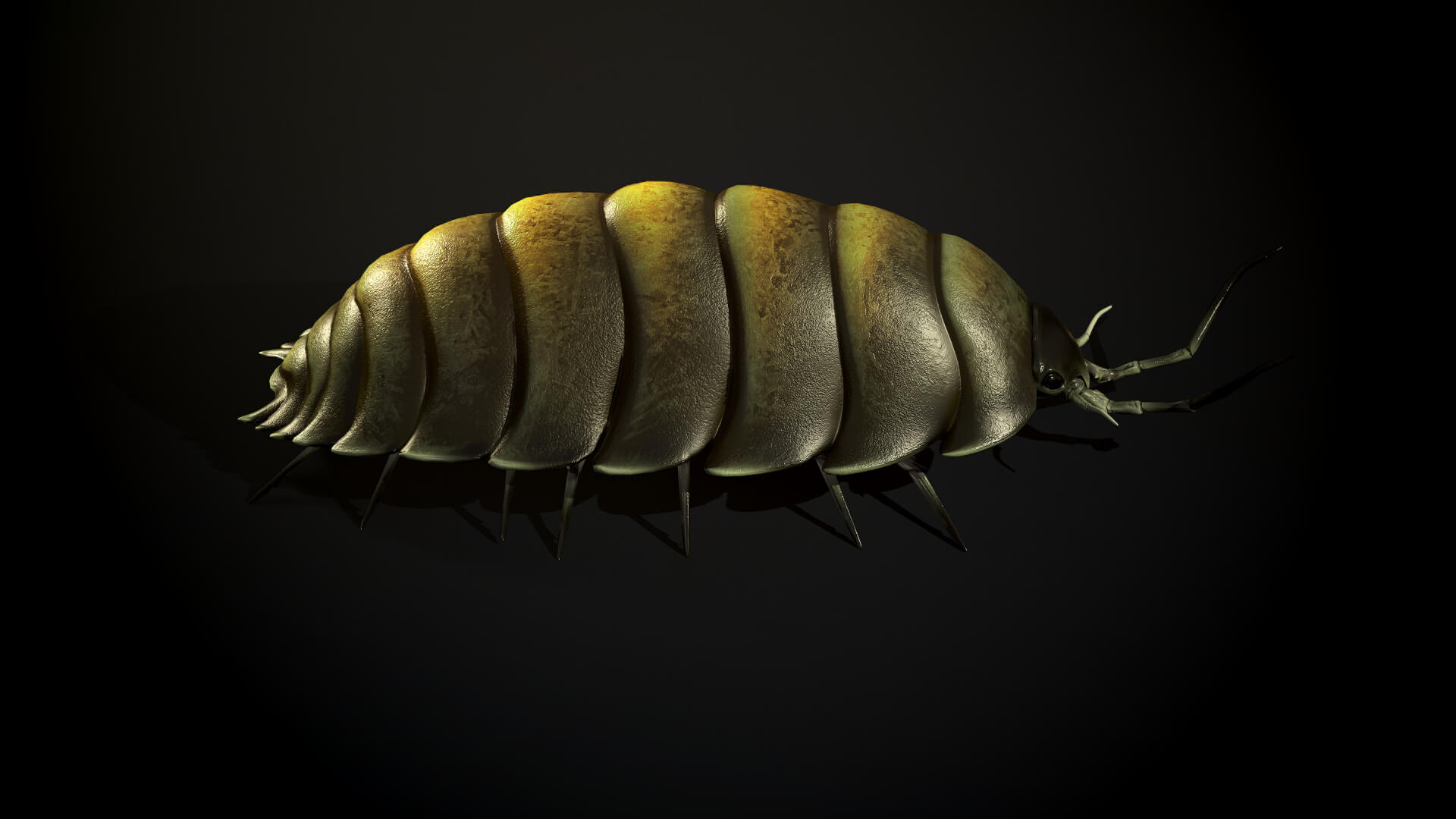 Woodlouse Insect 1 - 3D Model by Liana1