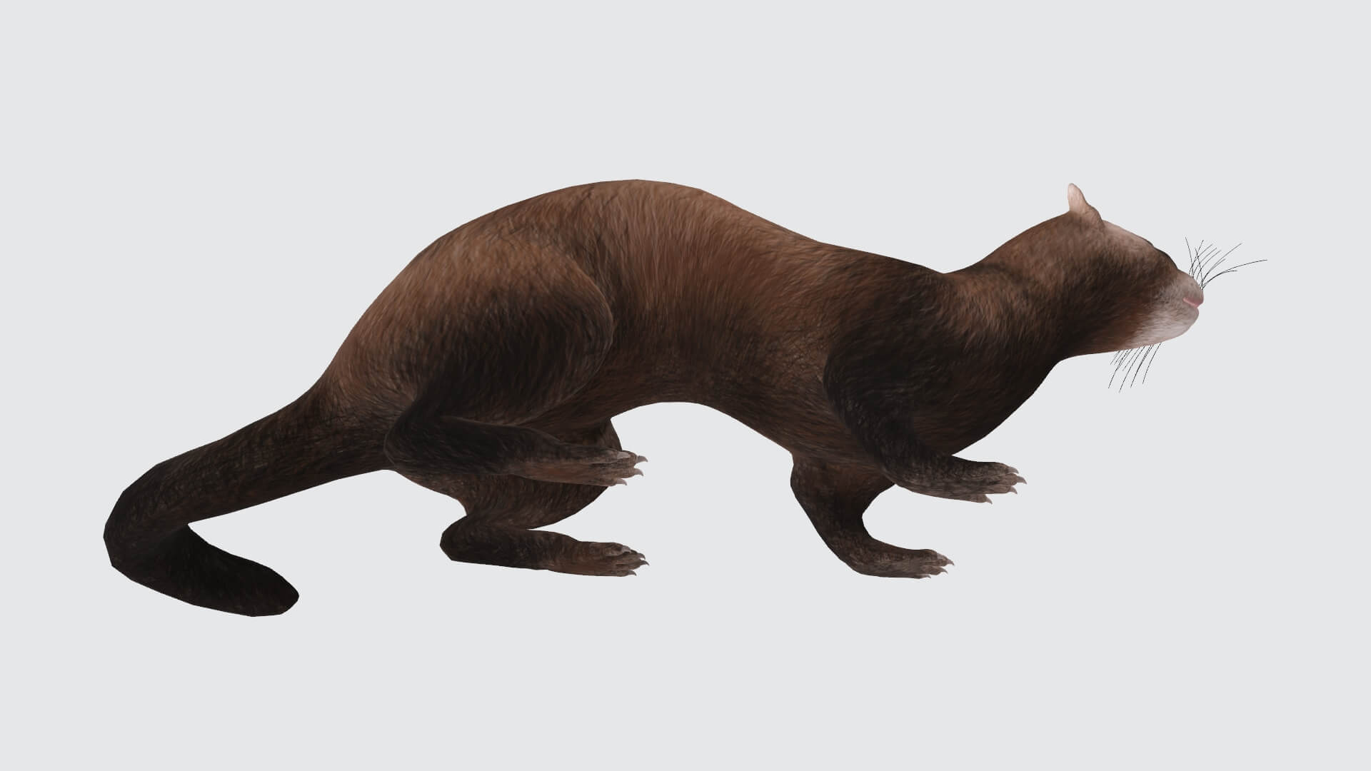 Ferret Animal Figure - 3D Model by LisaHenniga