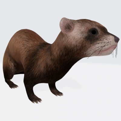 Ferret Animal Figure - 3D Model by LisaHenniga