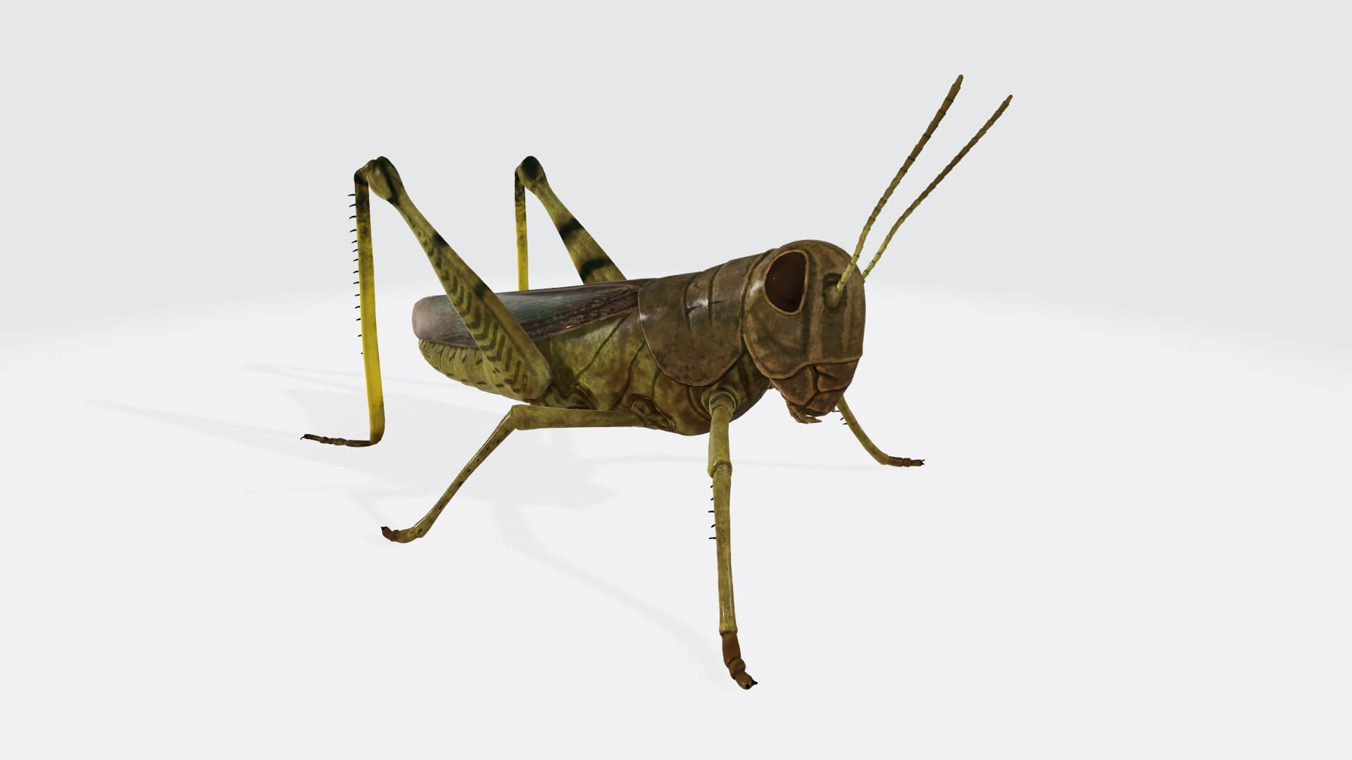 Grasshopper Animal - 3D Model by LisaHenniga