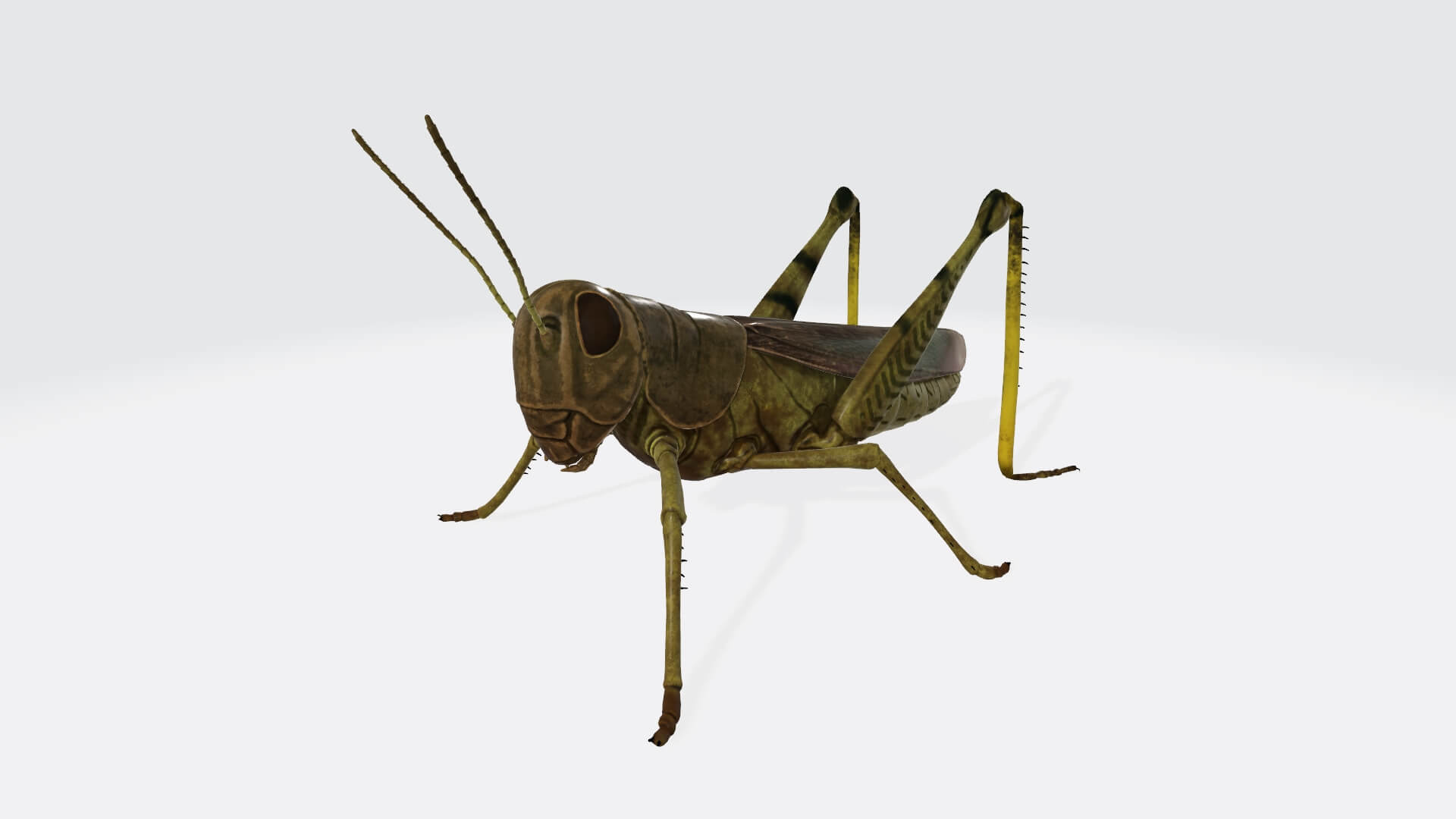 Grasshopper Animal - 3D Model by LisaHenniga