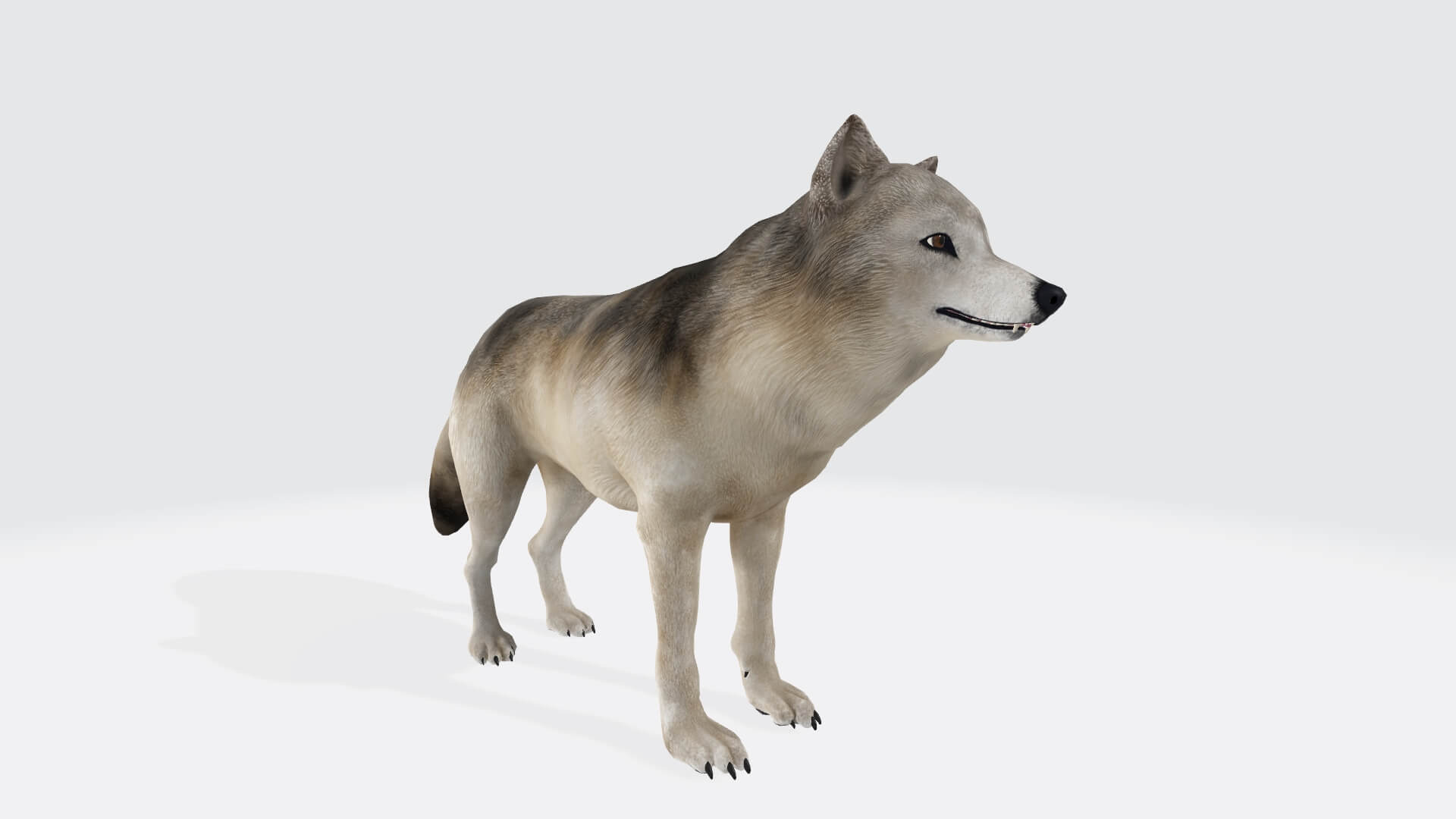 Gray Wolf Animal Figure - 3D Model by LisaHenniga