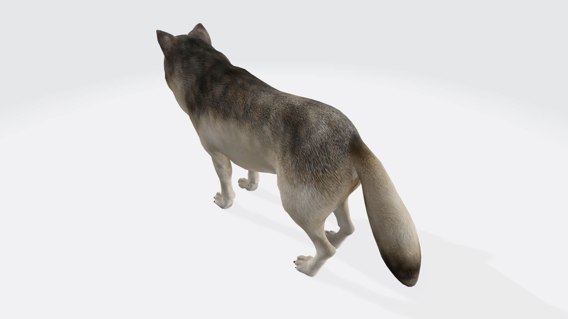 Gray Wolf Animal Figure - 3D Model by LisaHenniga
