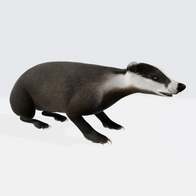 Glb 3D Models | Animals | Badgers | RenderHub