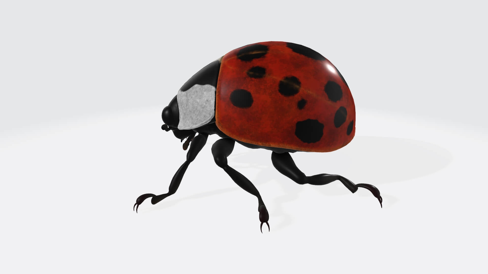 Ladybug Insect Animal - 3D Model by LisaHenniga