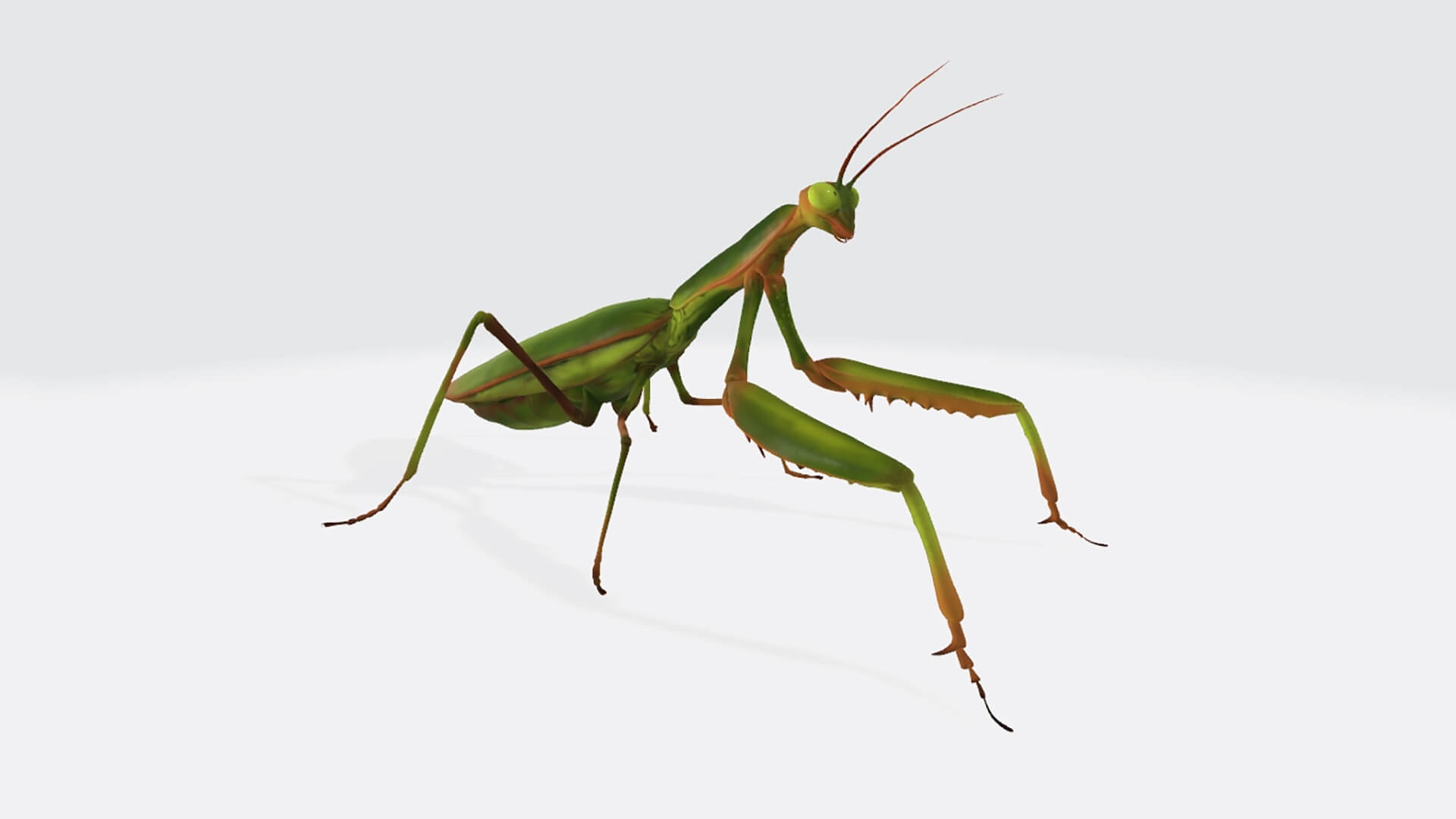 Praying Mantis Animal - 3D Model by LisaHenniga