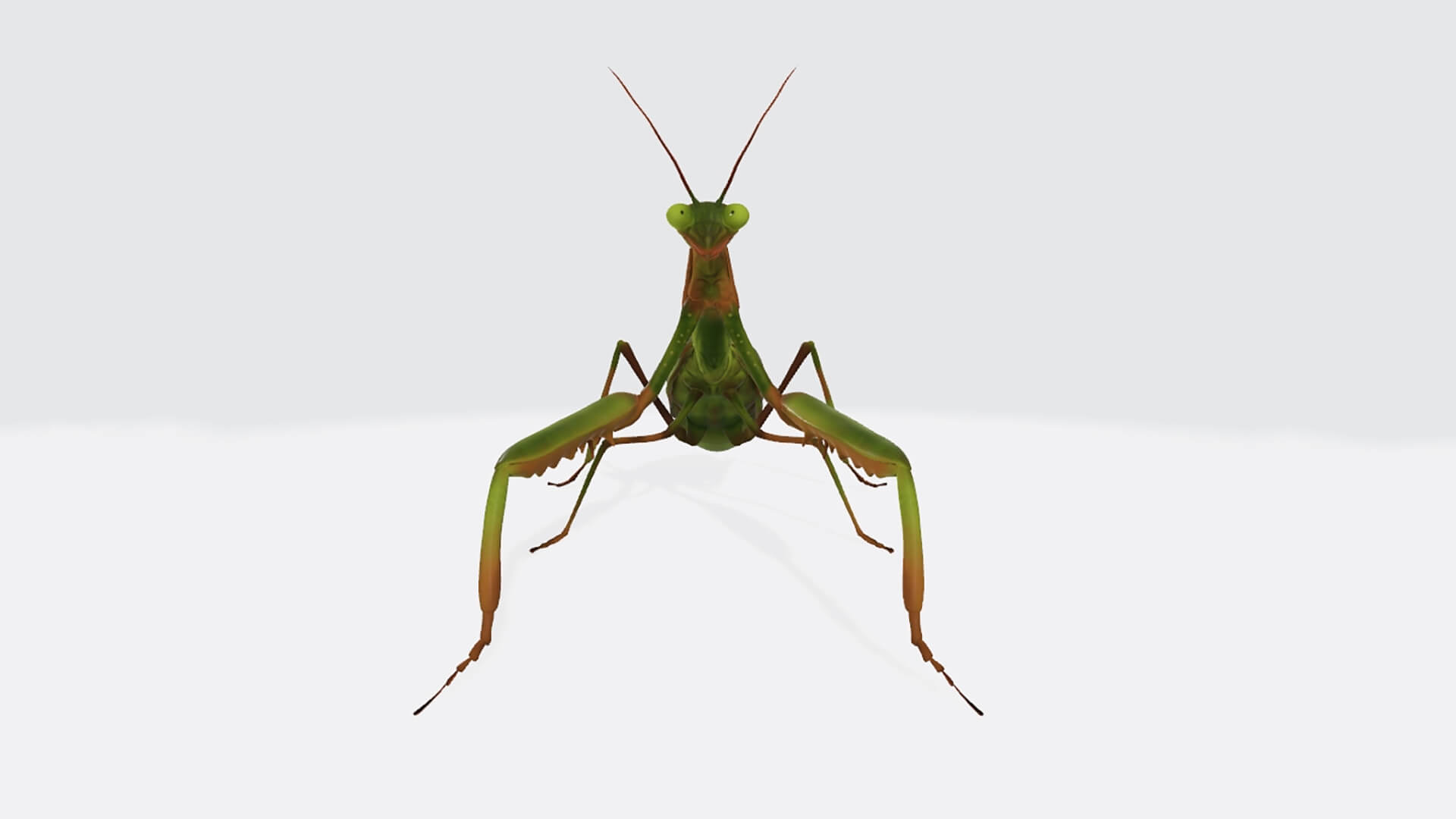 Praying Mantis Animal - 3D Model by LisaHenniga