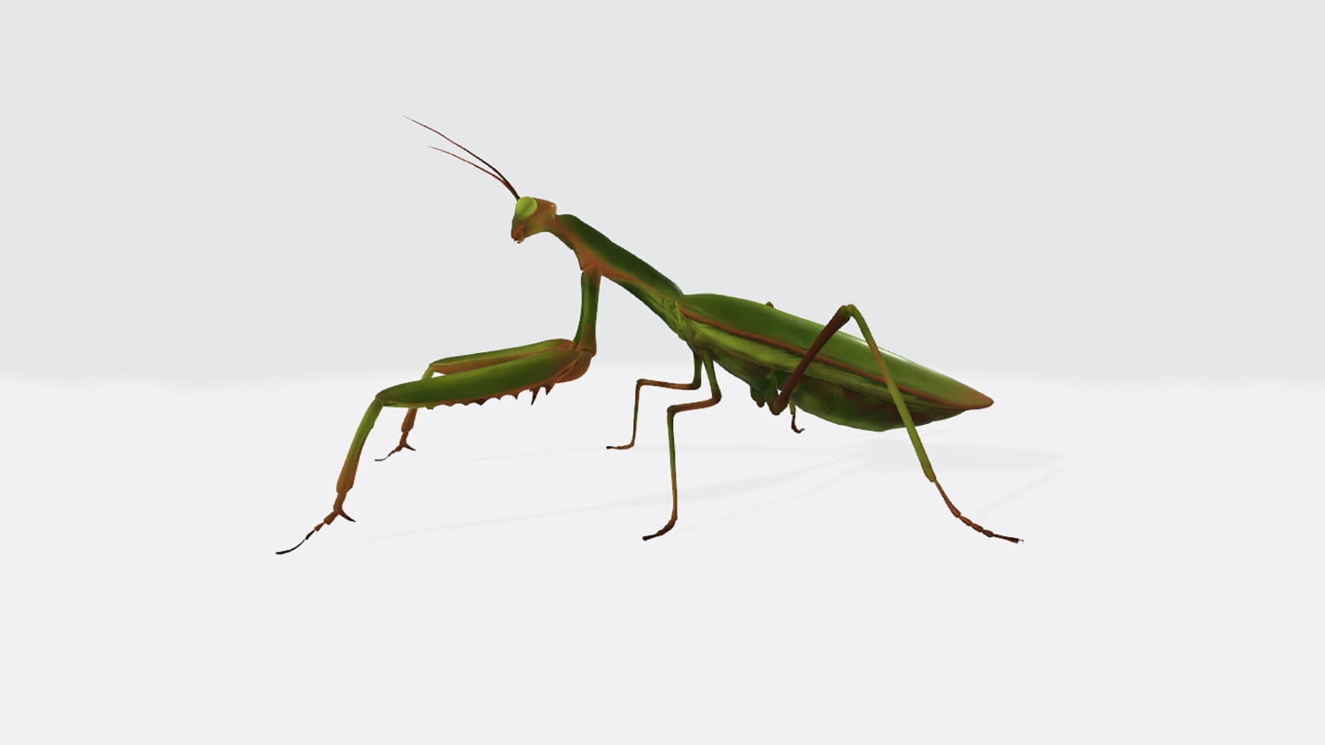 Praying Mantis Animal - 3D Model by LisaHenniga