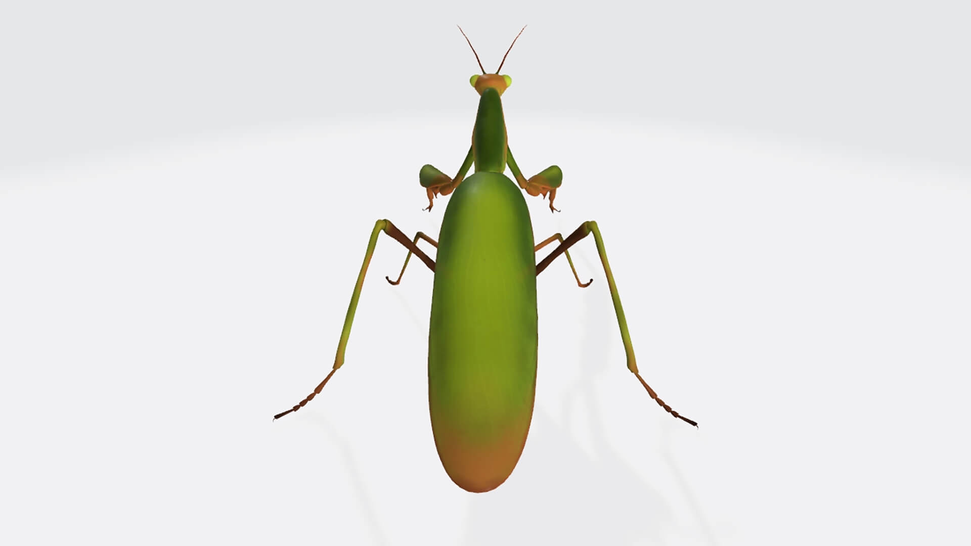 Praying Mantis Animal - 3D Model by LisaHenniga