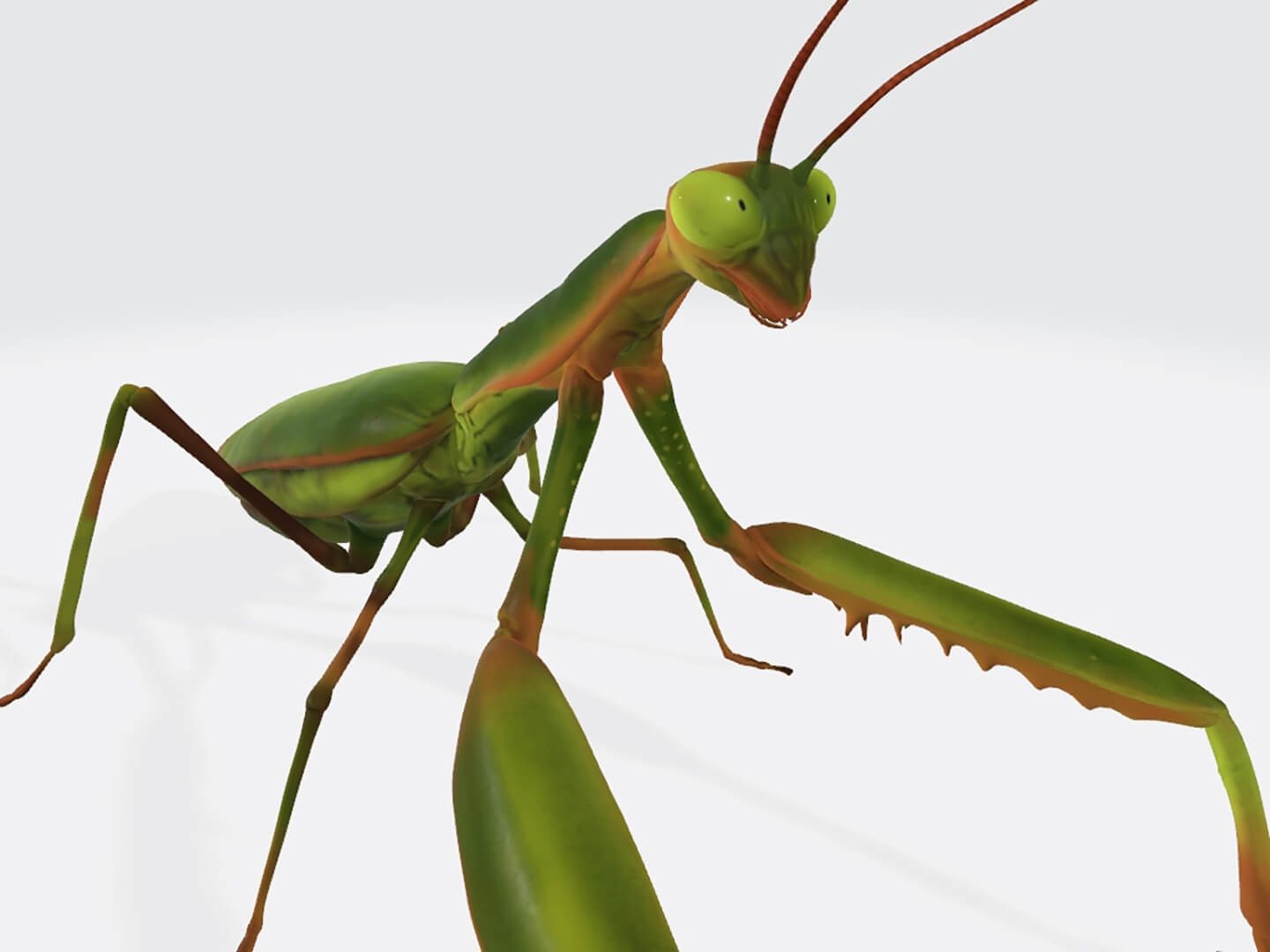 Praying Mantis Animal - 3D Model by LisaHenniga