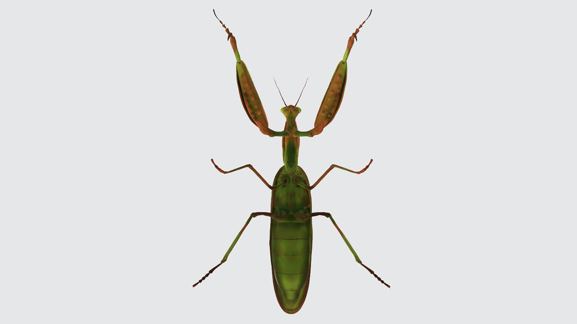 Praying Mantis Animal - 3D Model by LisaHenniga