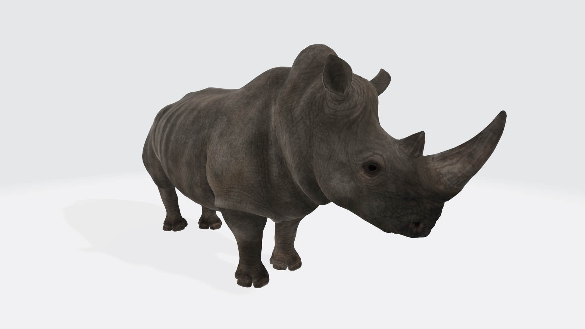 Rhino Animal - 3D Model by LisaHenniga