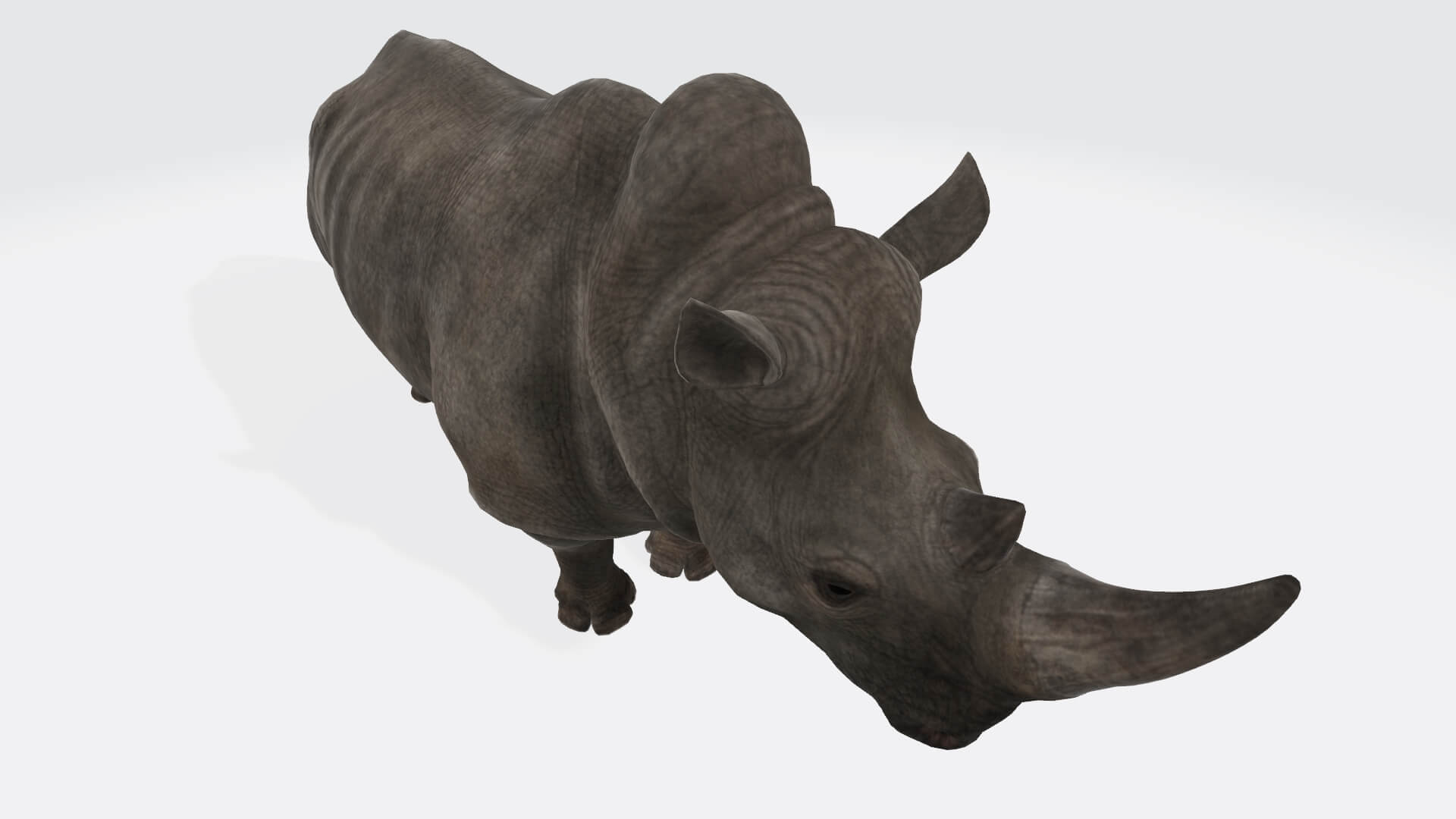 Rhino Animal - 3D Model by LisaHenniga