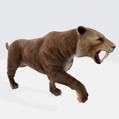 Saber Toothed Cat - 3D Model by LisaHenniga