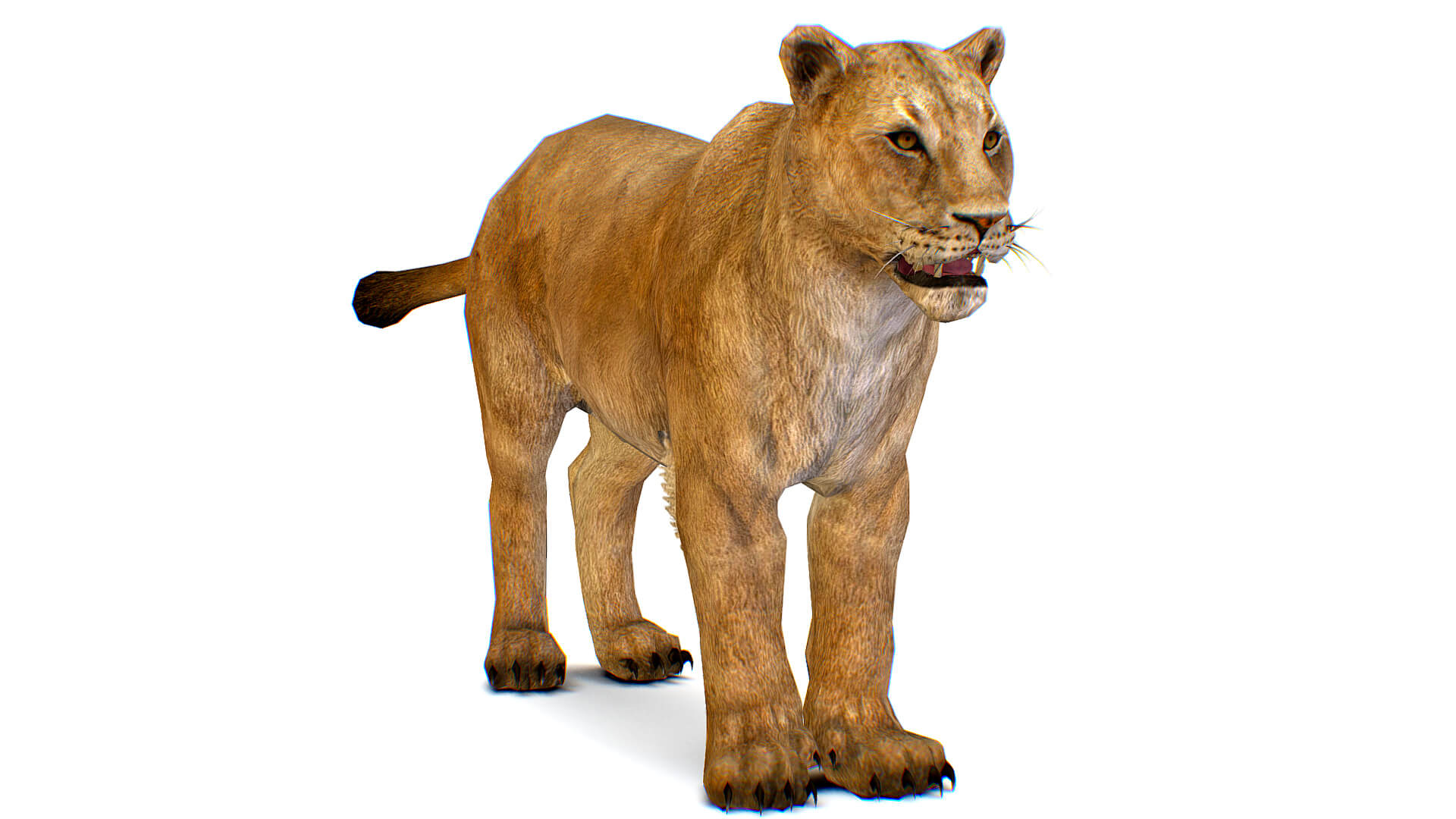 African Lioness Big Wild Cat Animal Mammal Panthera - 3D Model by ...