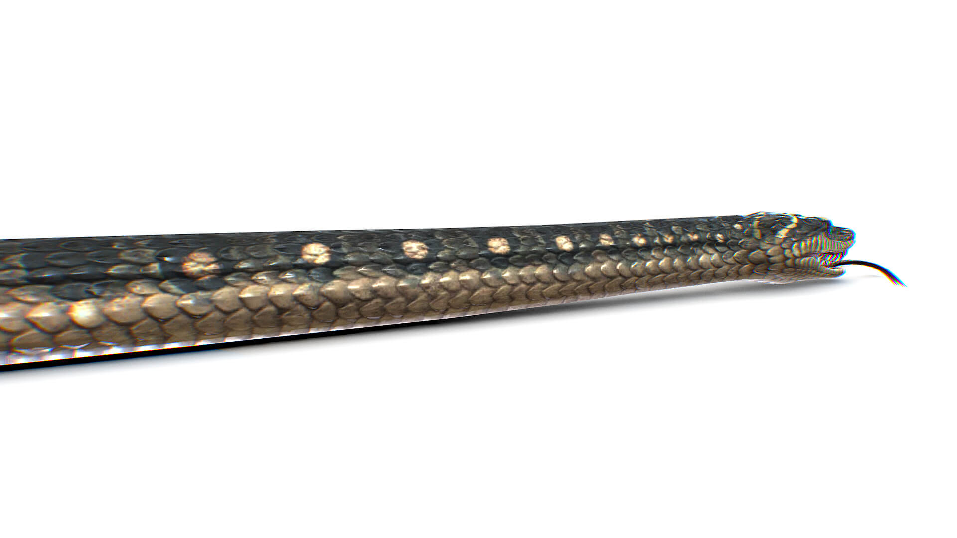 Anaconda Gray Snake Python King Cobra Monster - 3D Model by LiveBook3D