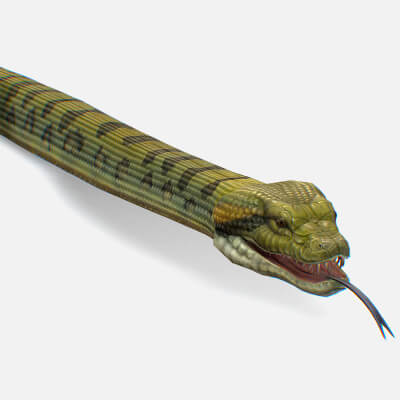 Anaconda Green Snake Python King Cobra Monster - 3D Model by LiveBook3D