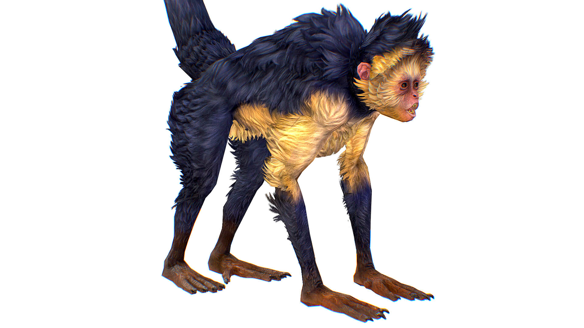 Black Tufted Capuchin Monkey Animal - 3D Model by LiveBook3D