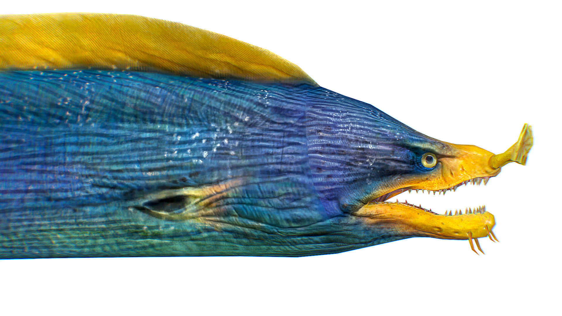 Blue Moray Muraena Helena Mediterranean Sea Animal Eel - 3D Model by ...