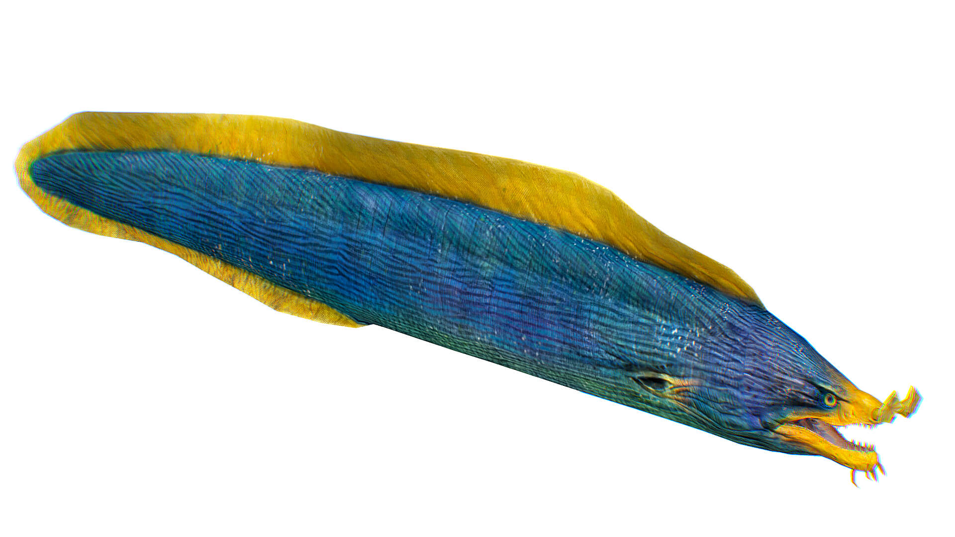 Blue Moray Muraena Helena Mediterranean Sea Animal Eel - 3D Model by ...