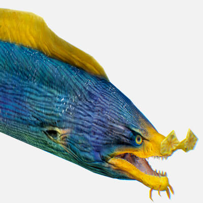 Blue Moray Muraena Helena Mediterranean Sea Animal Eel - 3D Model by ...