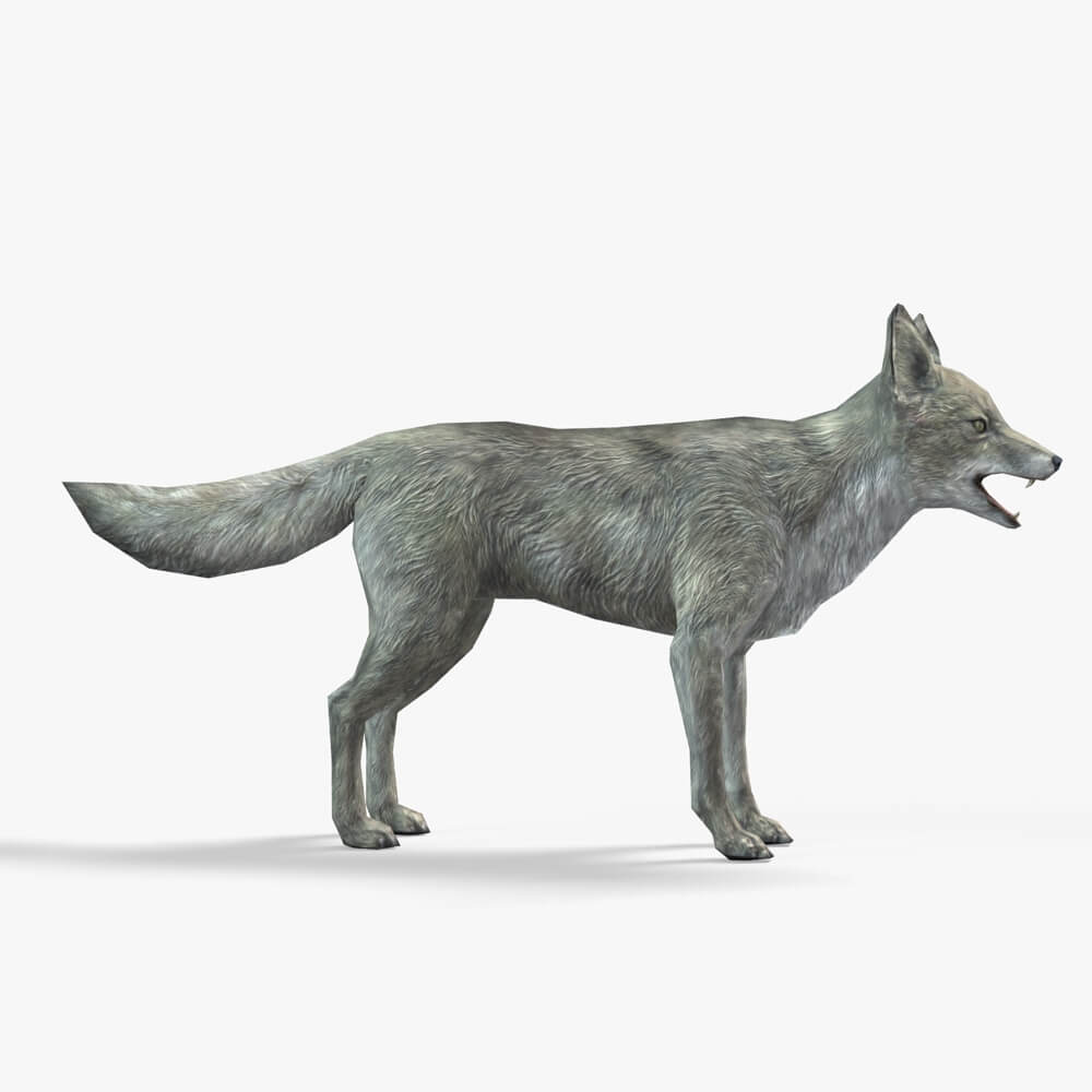 Fox Redfox Vulpes Coyote Wolf Jackal Scavenger Predator - 3D Model by ...
