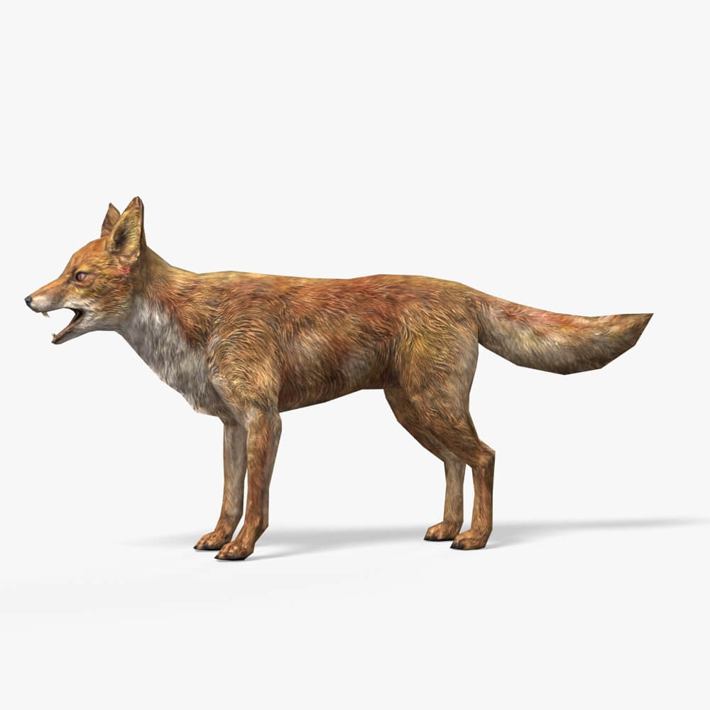 Fox Redfox Vulpes Coyote Wolf Jackal Scavenger Predator - 3D Model by ...