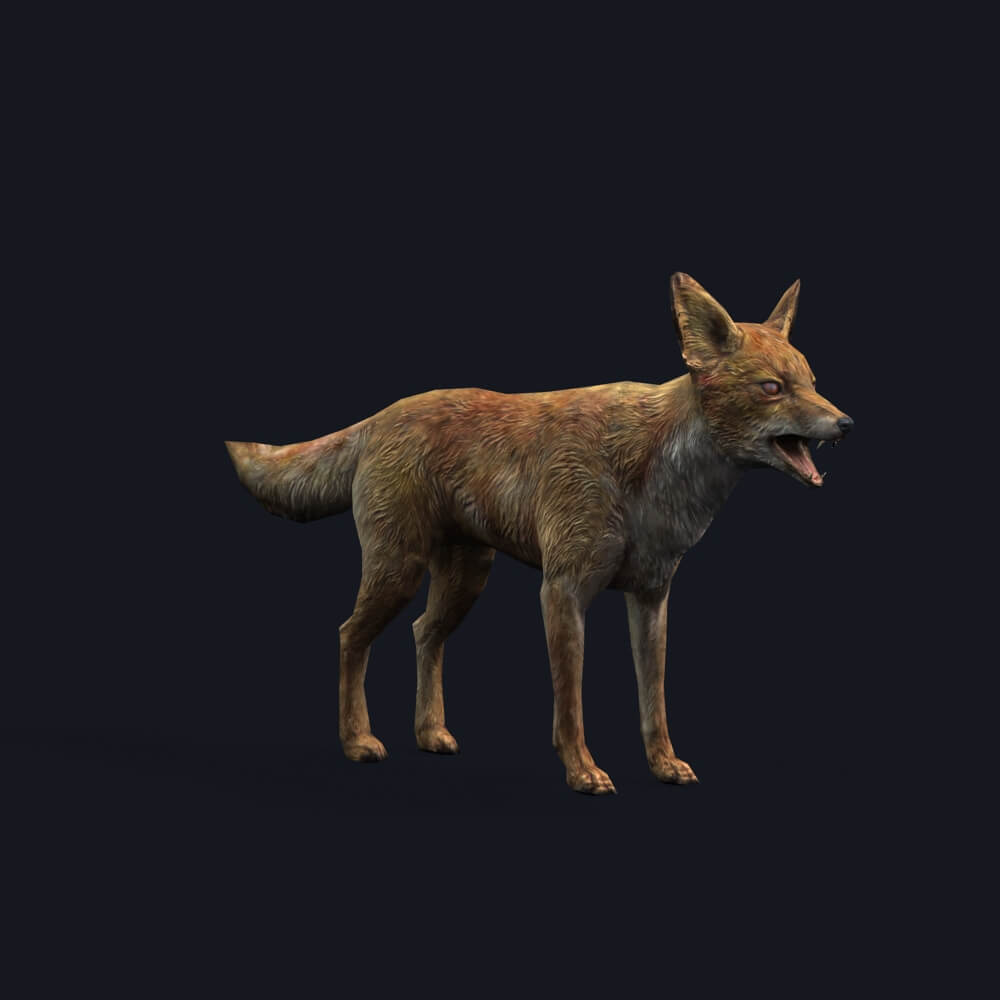 Fox Redfox Vulpes Coyote Wolf Jackal Scavenger Predator - 3D Model by LiveBook3D