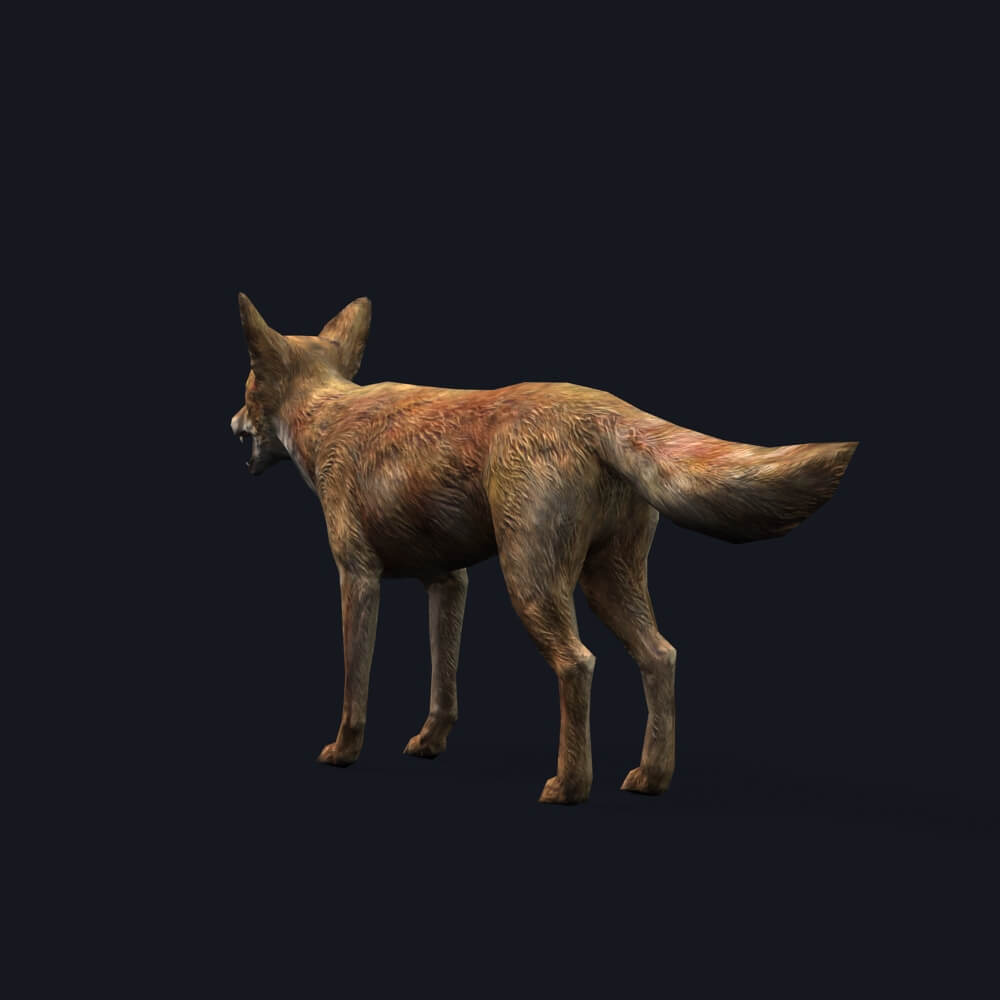 Fox Redfox Vulpes Coyote Wolf Jackal Scavenger Predator - 3D Model by ...