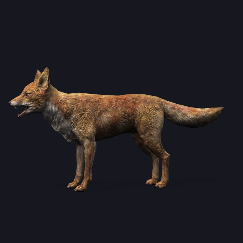 Fox Redfox Vulpes Coyote Wolf Jackal Scavenger Predator - 3D Model by ...