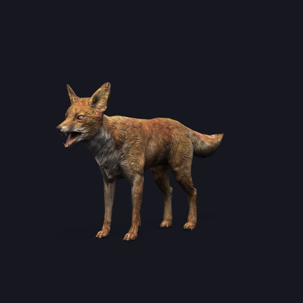 Fox Redfox Vulpes Coyote Wolf Jackal Scavenger Predator - 3D Model by ...