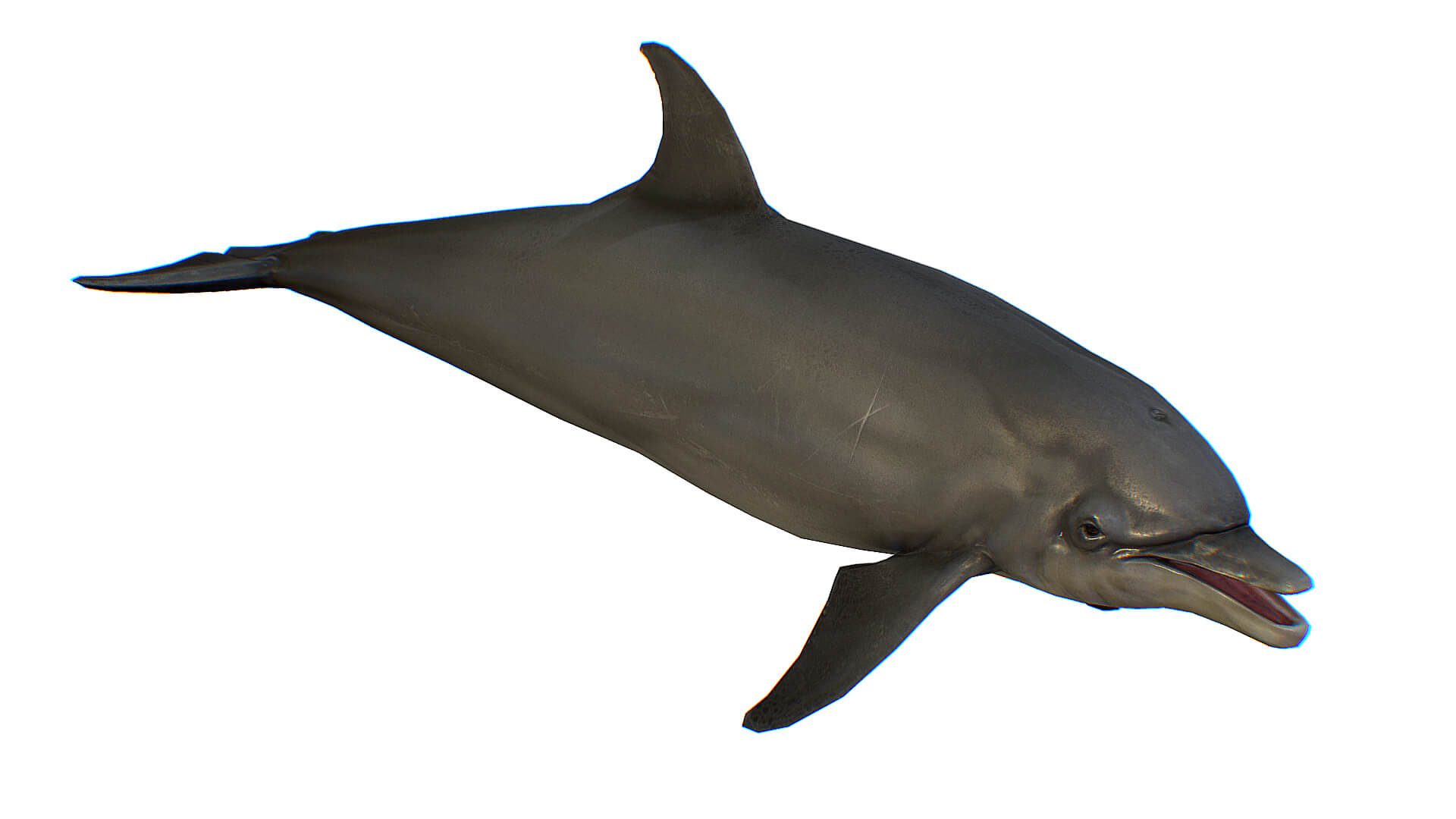 Gray Dolphin Sea Ocean Animal Mammal Fish - 3D Model by LiveBook3D