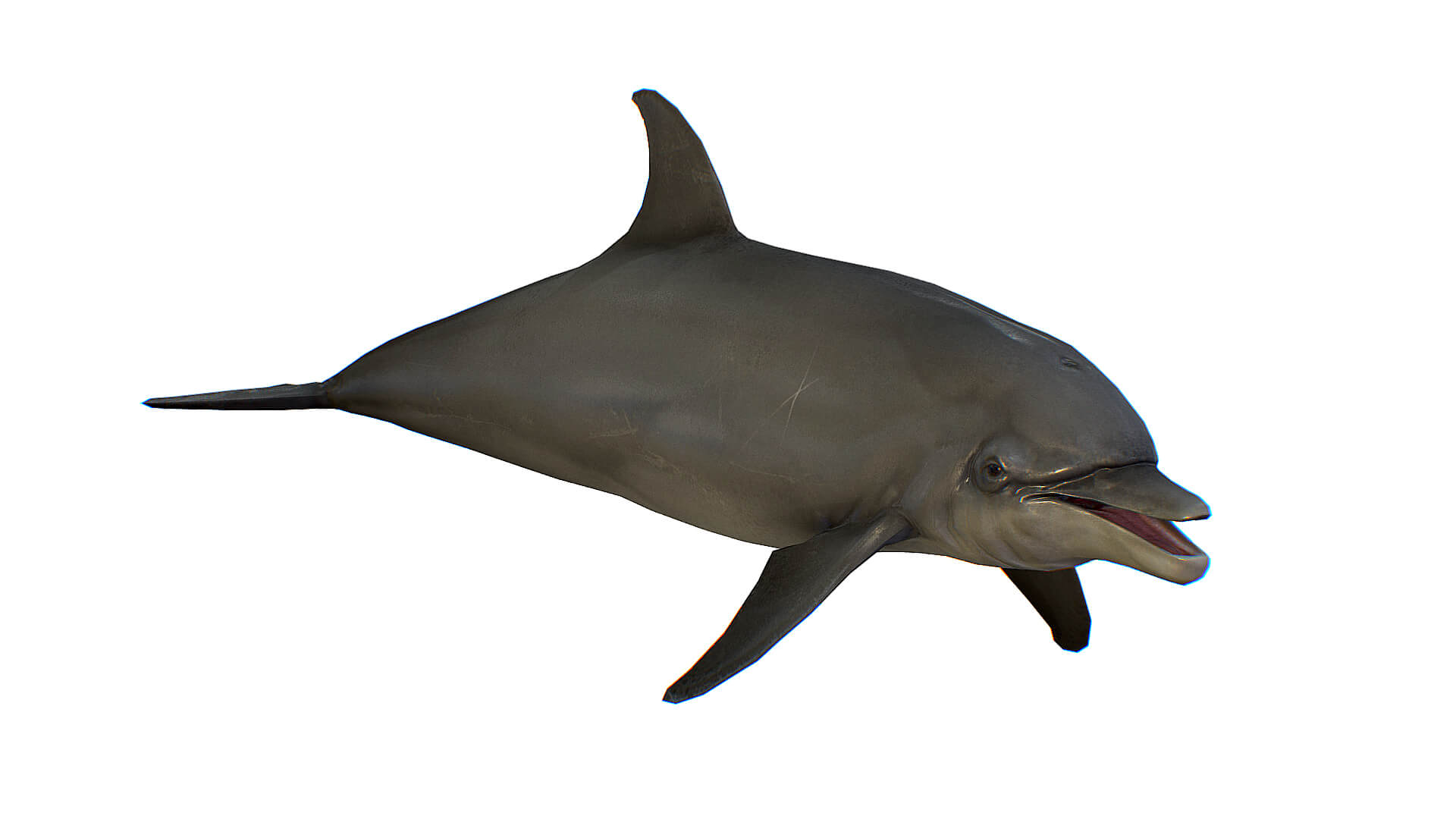 Gray Dolphin Sea Ocean Animal Mammal Fish - 3D Model by LiveBook3D