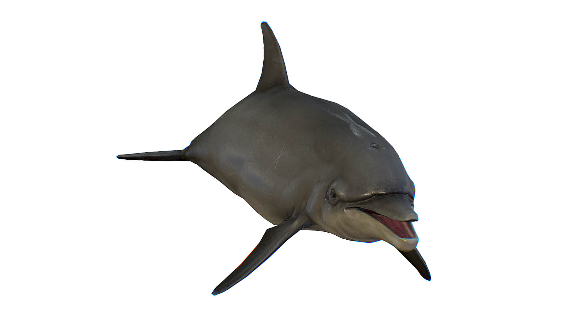 Gray Dolphin Sea Ocean Animal Mammal Fish - 3D Model by LiveBook3D