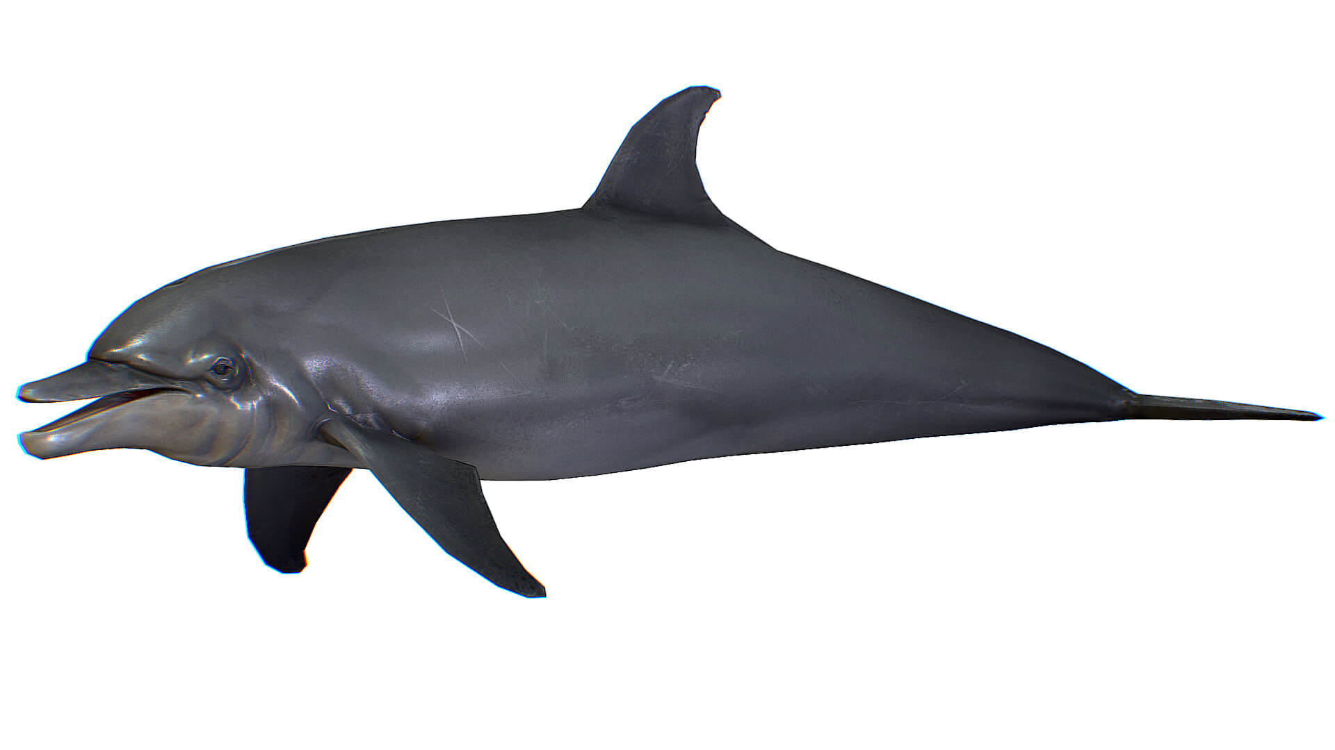 Gray Dolphin Sea Ocean Animal Mammal Fish - 3D Model by LiveBook3D