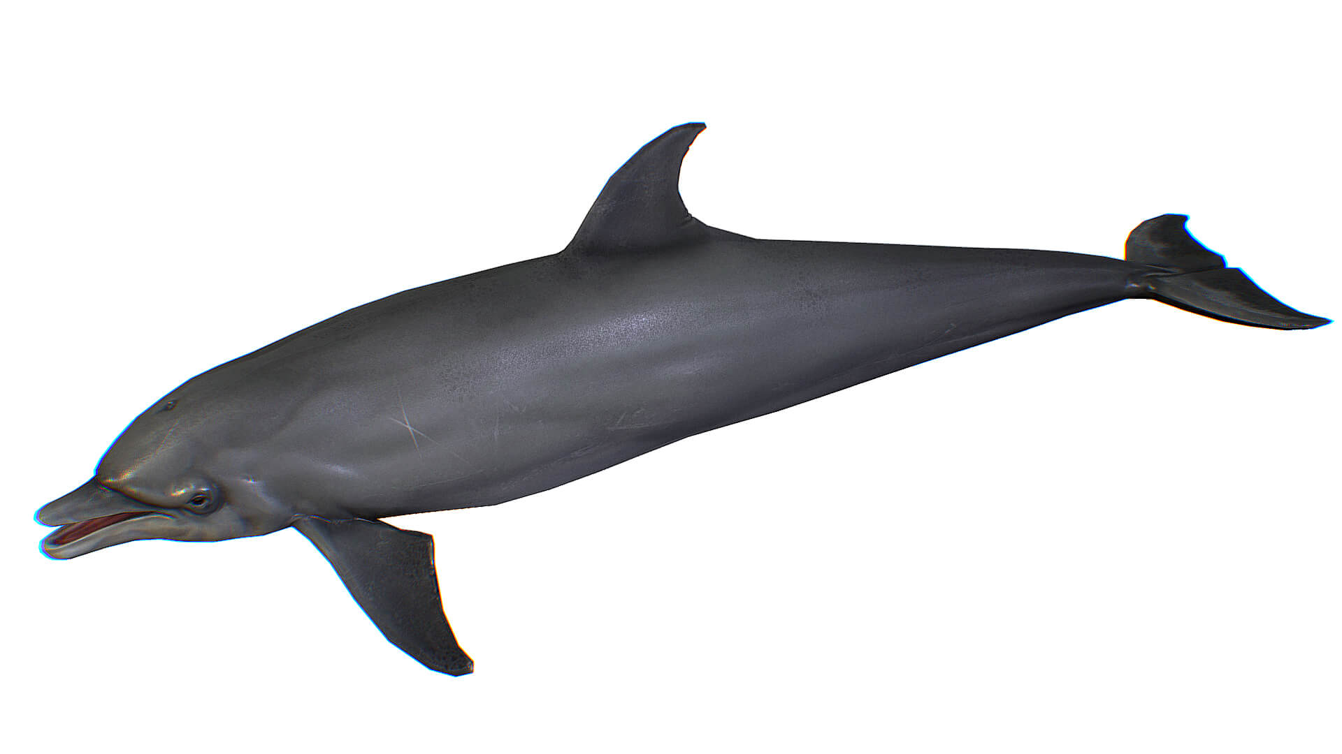Gray Dolphin Sea Ocean Animal Mammal Fish - 3D Model by LiveBook3D