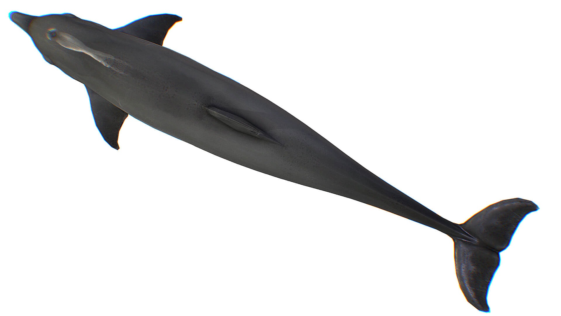 Gray Dolphin Sea Ocean Animal Mammal Fish - 3D Model by LiveBook3D