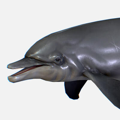 Gray Dolphin Sea Ocean Animal Mammal Fish - 3D Model by LiveBook3D