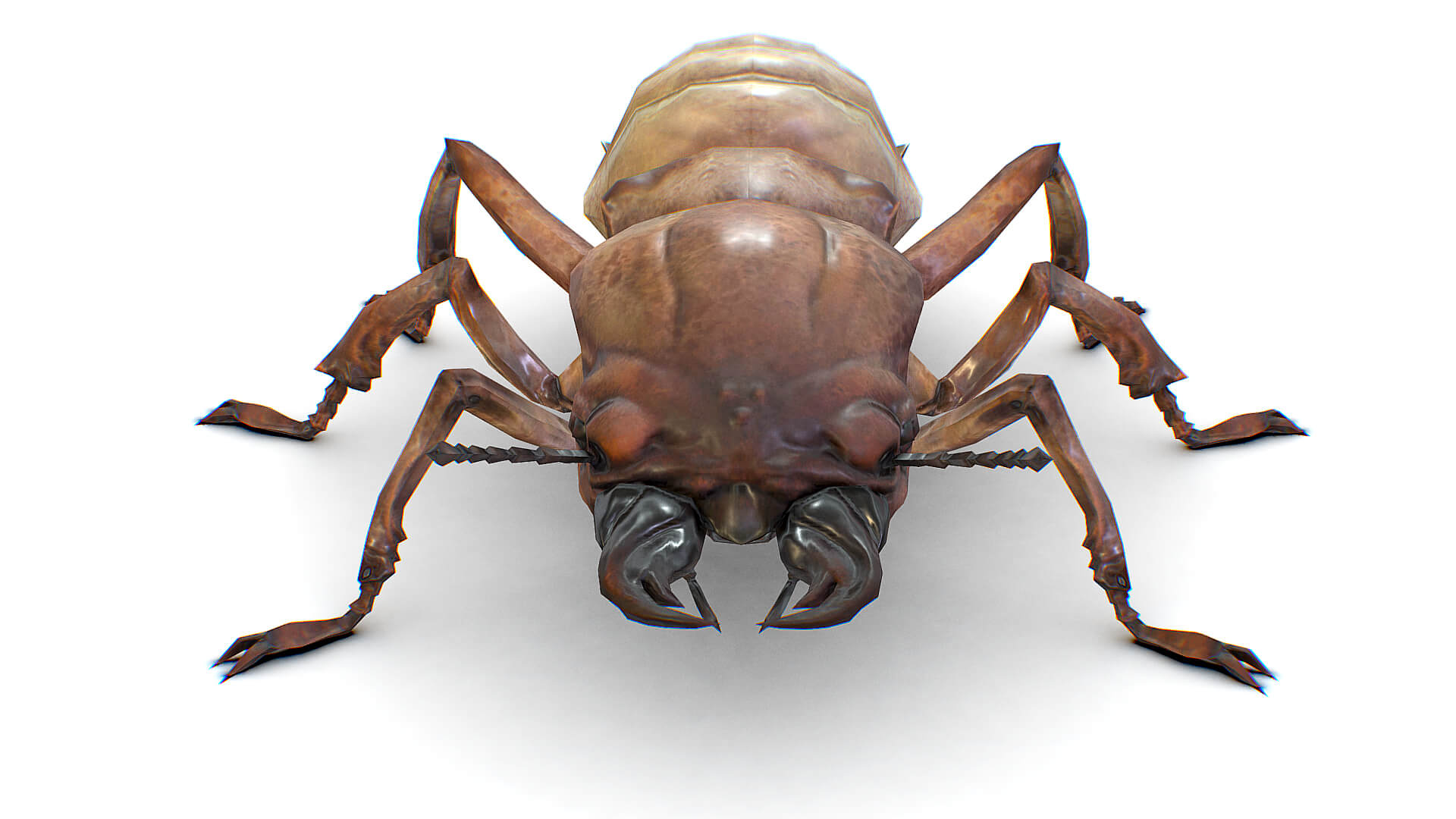 Isoptera Termite Insect Ant Bug Beetle Animal - 3D Model by LiveBook3D