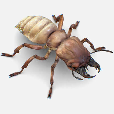 Isoptera Termite Insect Ant Bug Beetle Animal - 3D Model by LiveBook3D