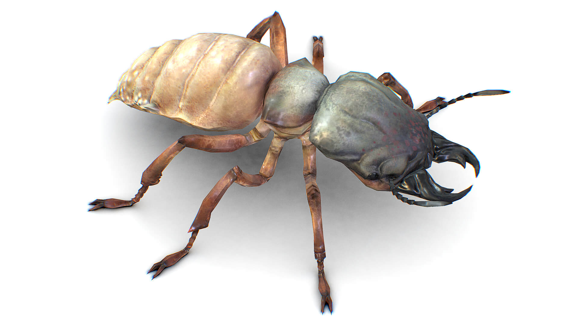 Isoptera Termite Insect Ant Bug Beetle Animal - 3D Model by LiveBook3D