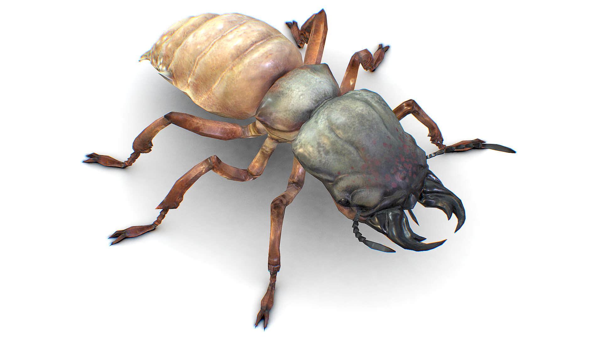 Isoptera Termite Insect Ant Bug Beetle Animal - 3D Model by LiveBook3D