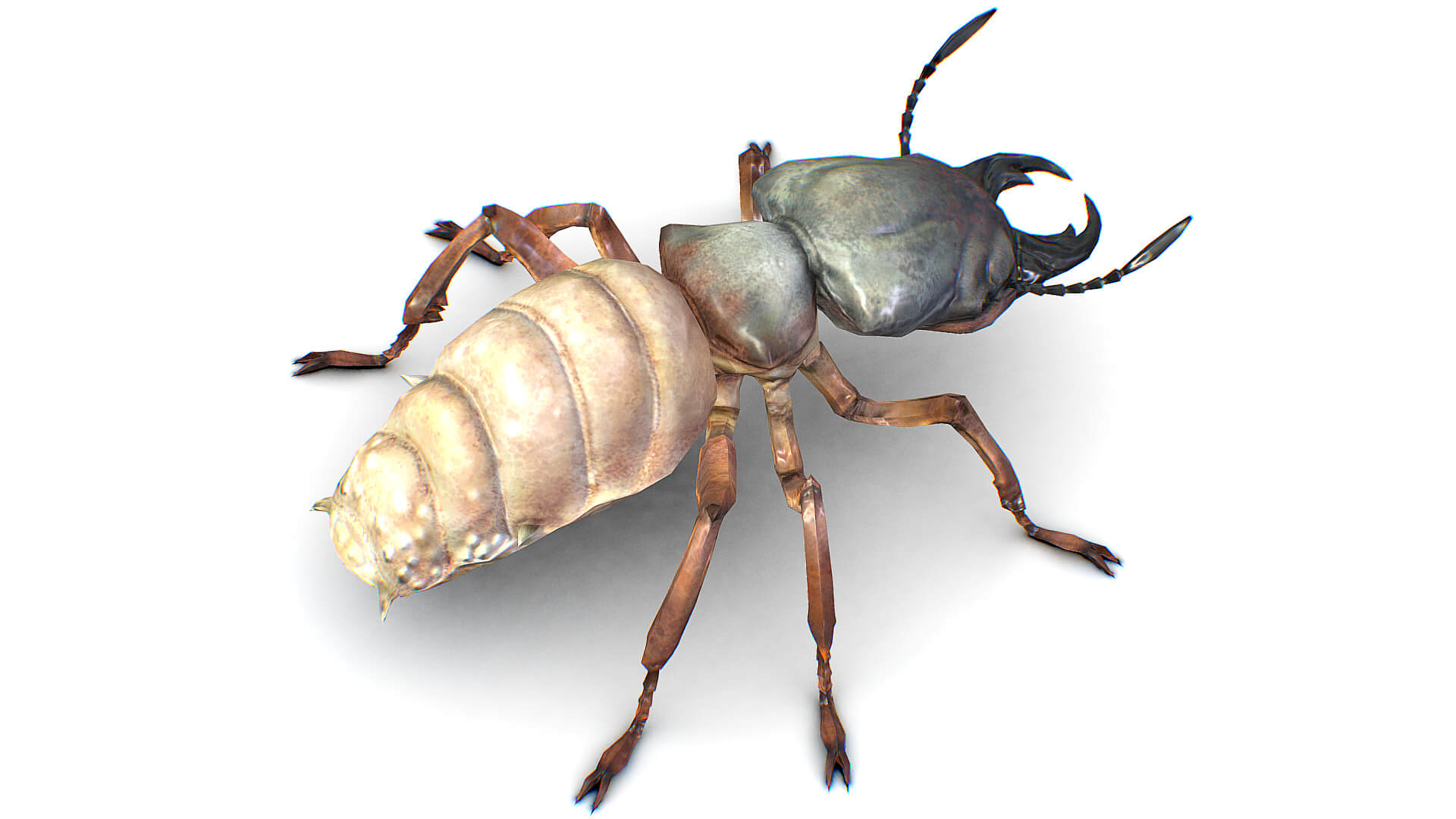 Isoptera Termite Insect Ant Bug Beetle Animal - 3D Model by LiveBook3D