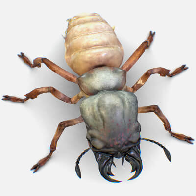 Isoptera Termite Insect Ant Bug Beetle Animal - 3D Model by LiveBook3D