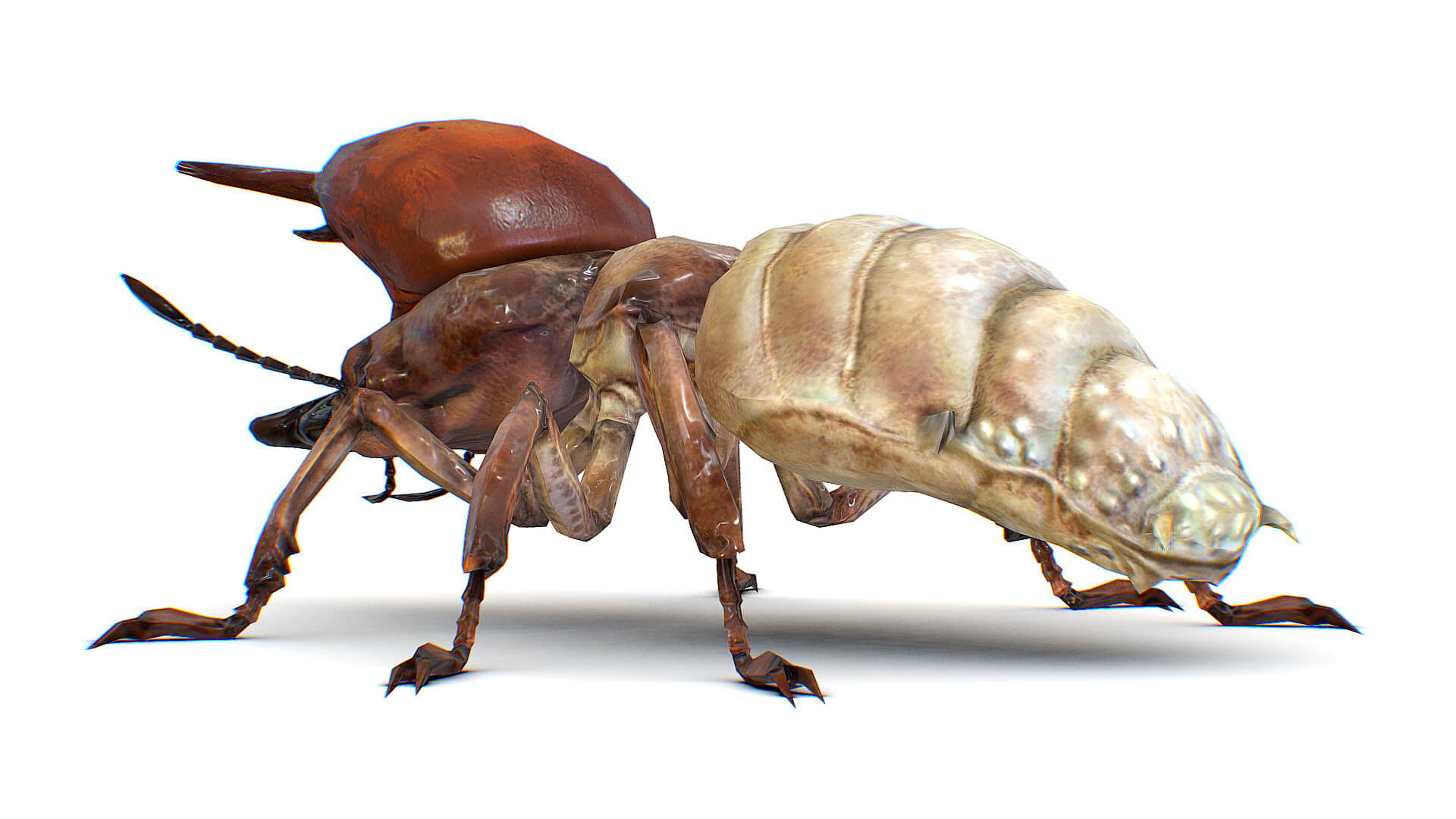isoptera Termite Insect Ant Bug Beetle Animal - 3D Model by LiveBook3D