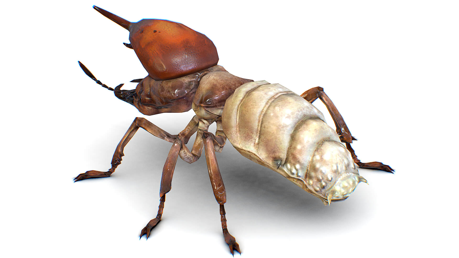 isoptera Termite Insect Ant Bug Beetle Animal - 3D Model by LiveBook3D
