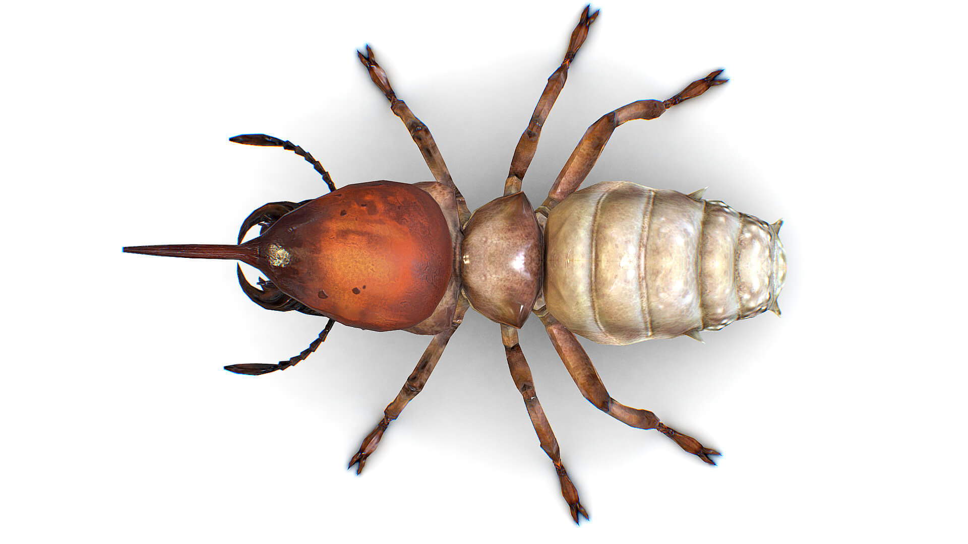 isoptera Termite Insect Ant Bug Beetle Animal - 3D Model by LiveBook3D