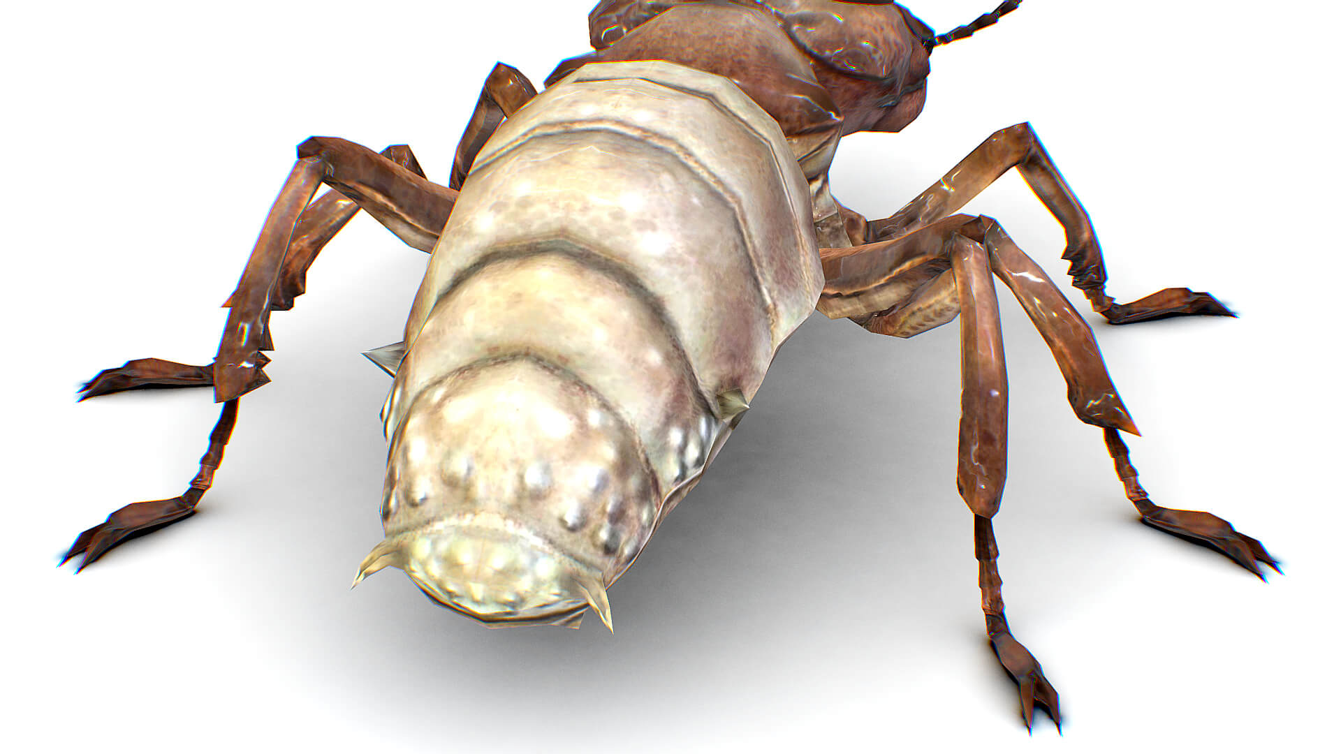 isoptera Termite Insect Ant Bug Beetle Animal - 3D Model by LiveBook3D