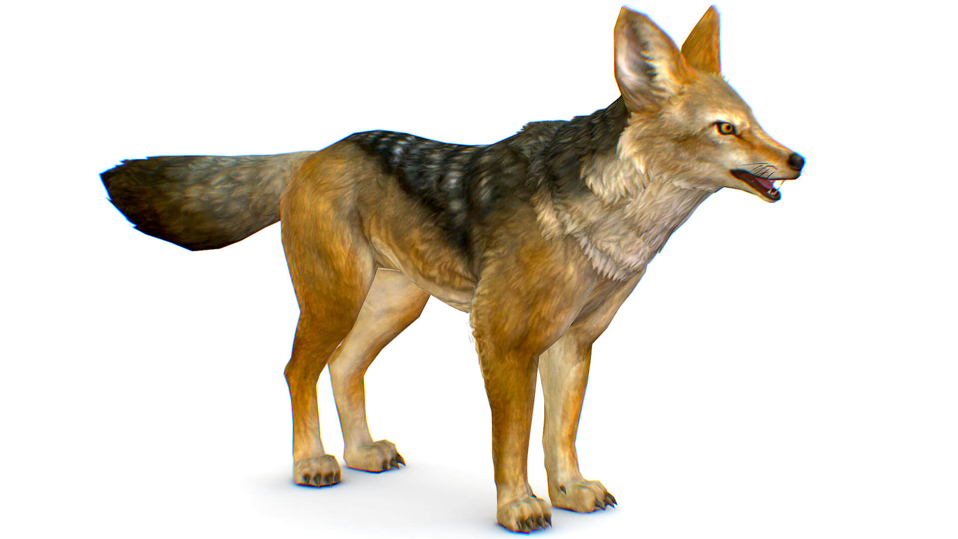 Jackal Brown Wolf Wolves Wild Animal Coyote Fox Dog - 3D Model by ...